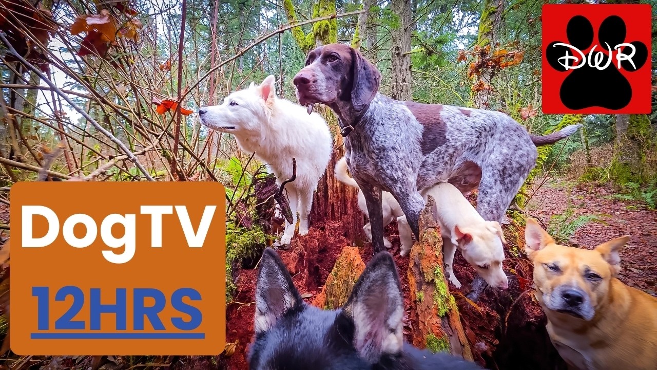 Daycare for Dogs 🐾 Calm Pack Walks | 12 Hours of Dog TV
