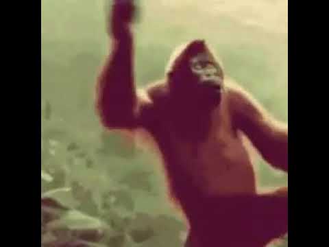 Very funny gorilla dance gif