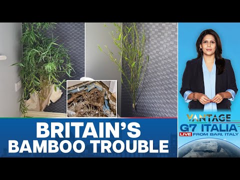 Why is UK in the Grip of an “Uncontrollable” Bamboo Crisis? | Vantage ...