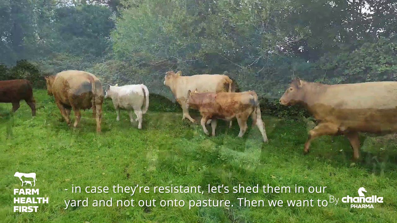 Video | Dosing Bought-In Cattle | Farm Health First