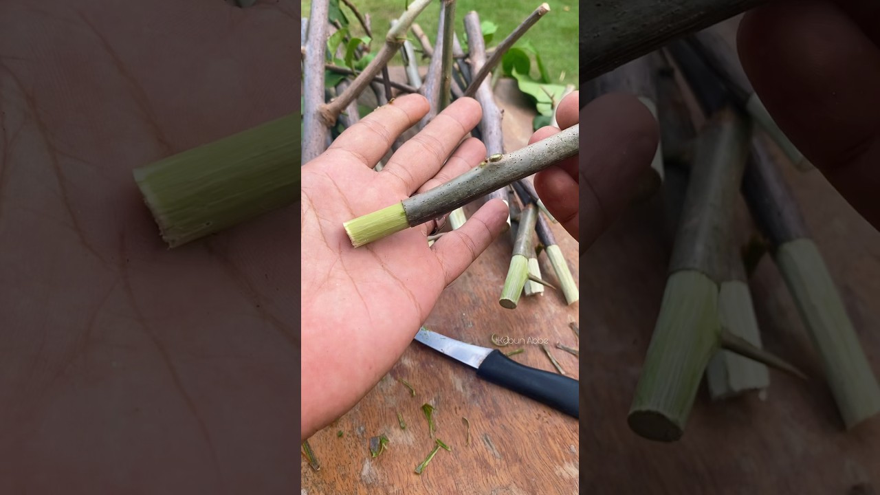 Tips Menanam bougenville dengan cara Stek batang #bougenville