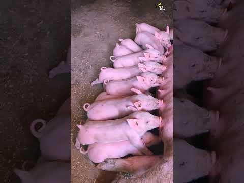 ๐Cute Baby Hog ๐ฅบ#shorts #piggy #hog #shoat #funny #cute