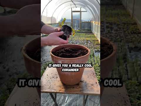 Have you grown Vietnamese Coriander?