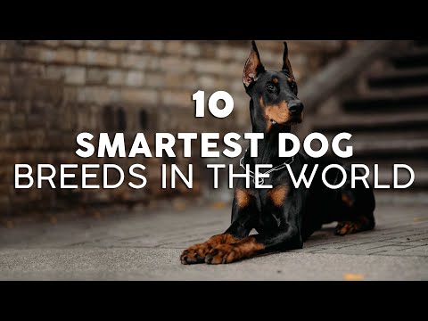 10 Smartest dog breeds in the world