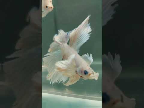 Premium Quality Betta Fish For Auction | Betta Fish | Exotic Breed | Aqua dn |