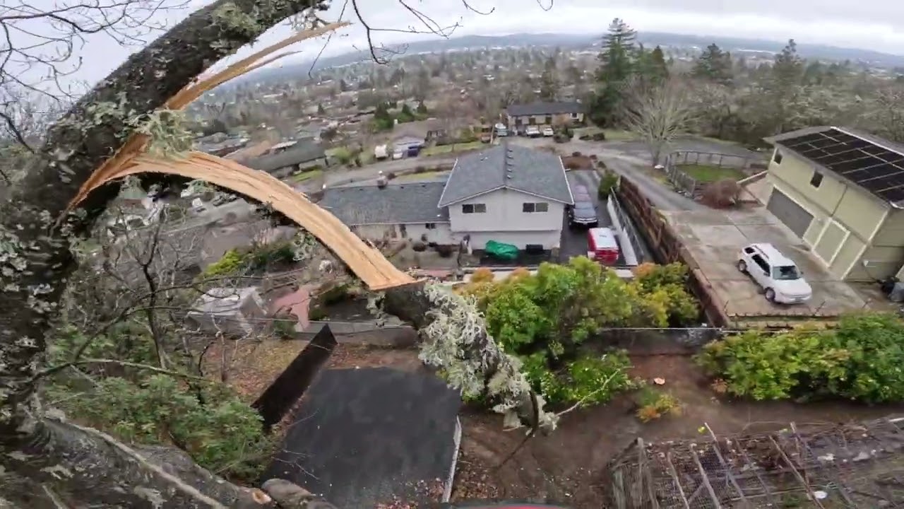 Basic Rigging a Tree Explained