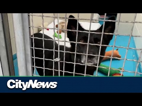 Vancouver SPCA animals looking for their 'fur-ever' homes