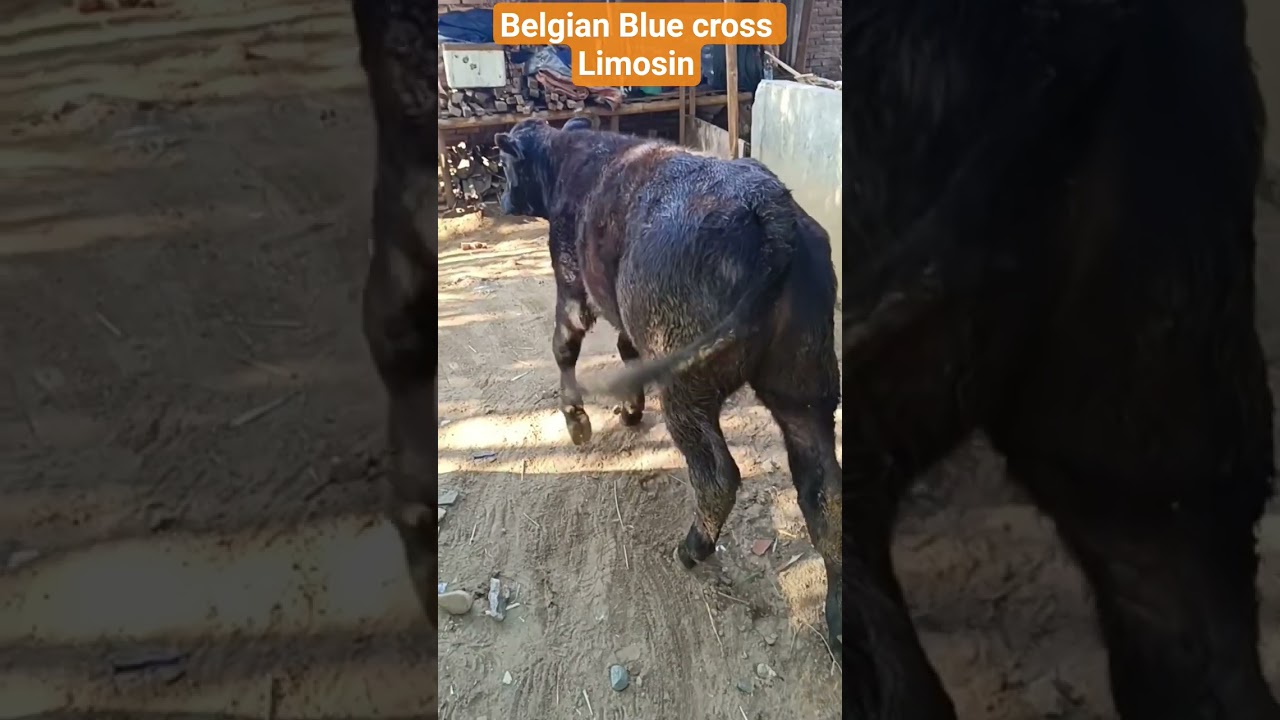 Belgian Blue crossing Limosin #sapi #belgianblue #fyp