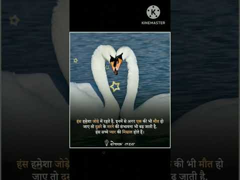 दो हंसो का जोड़ा एक के मरने पर दूसरा मर जाता है facts video shorts #shorts #education #viral