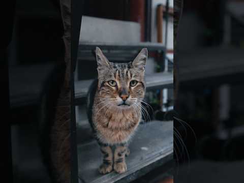 Cat Reflex | cat reflex action