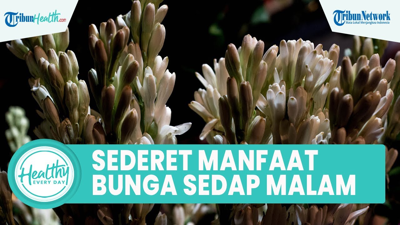 Unik! Inilah Sederet Manfaat Tanaman Bunga Sedap Malam untuk Kesehatan ...
