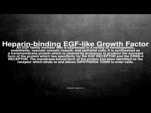 Medical vocabulary: What does Heparin-binding EGF-like Growth Factor mean