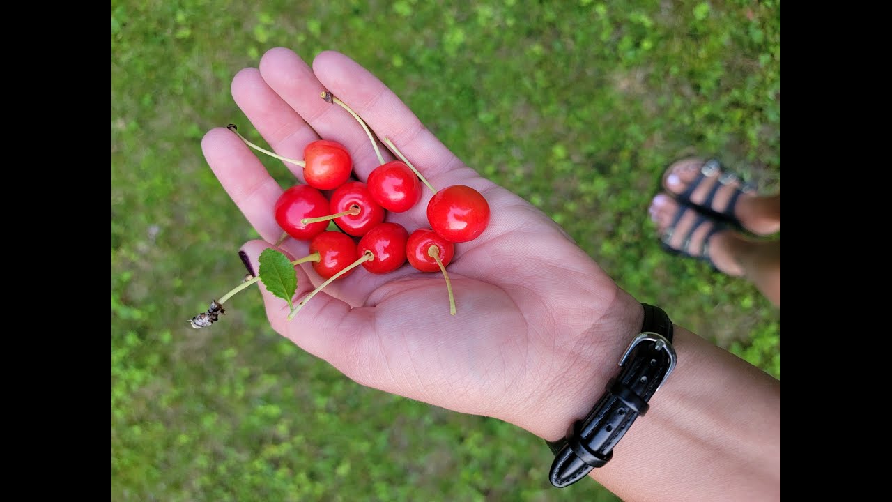 Fruit Tree Pruning Workshop