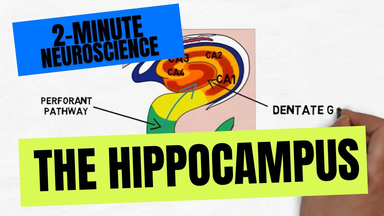 2-Minute Neuroscience: The Hippocampus