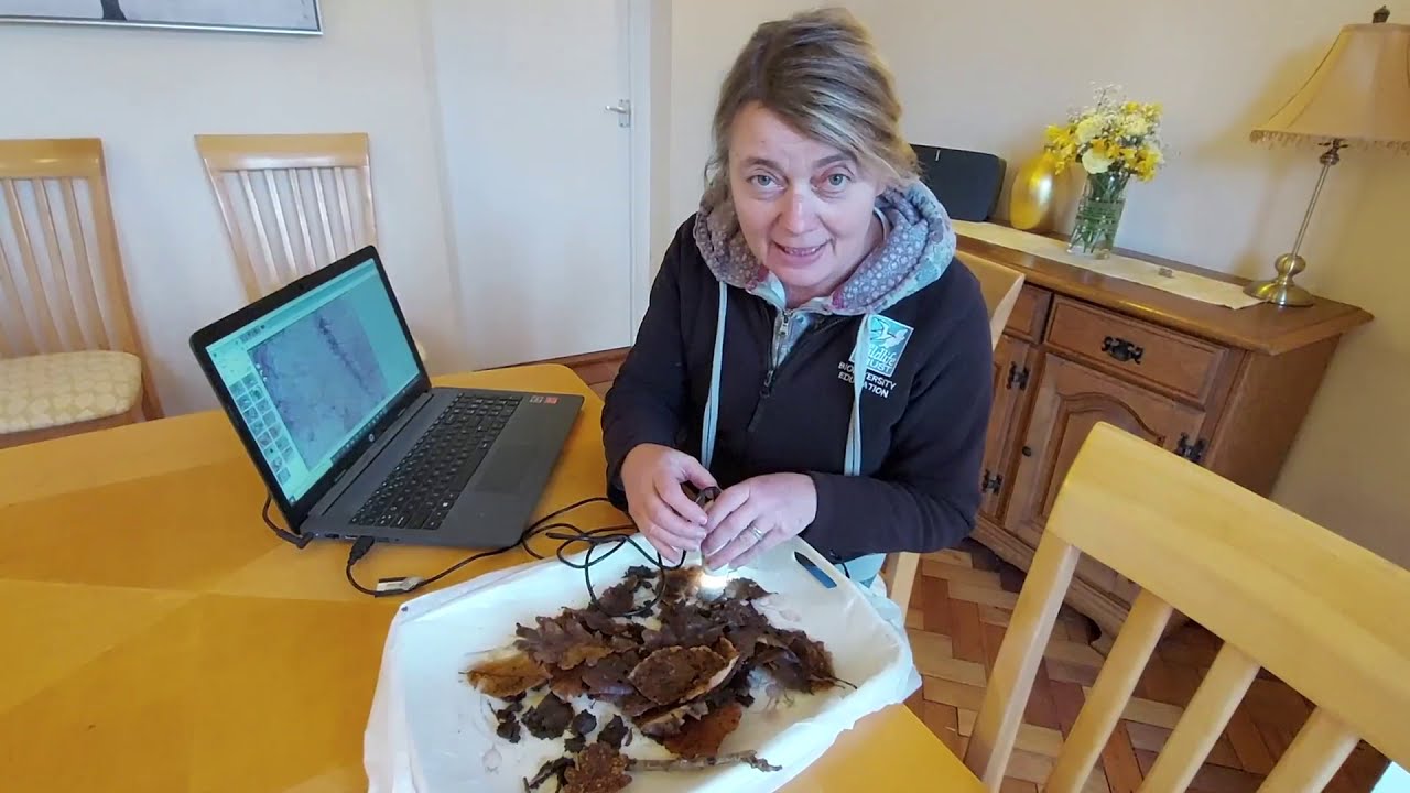 Leaf Litter Critters