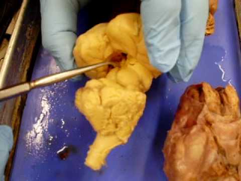SHEEP BRAIN ANATOMY LAB