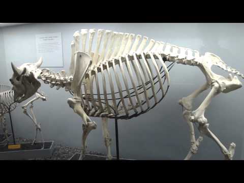 Smithsonian Institution Natural History Museum Skeleton exhibit in Washington D.C.