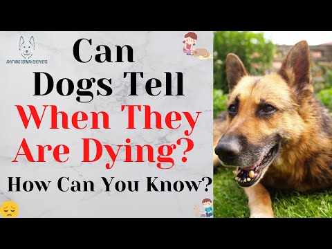 Can Dogs Tell When They Are Dying? How Can You Know?