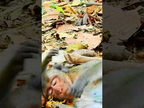 Awesome Babies Monkey 591