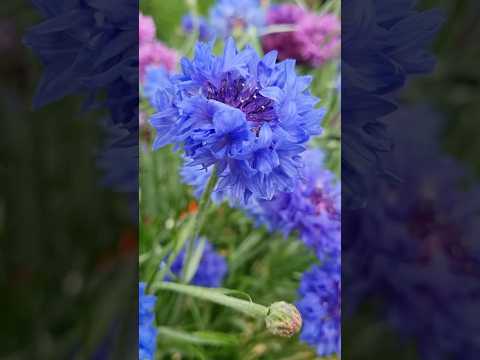How I Save Cornflower Seeds | End-of-Season Wildflower Ritual