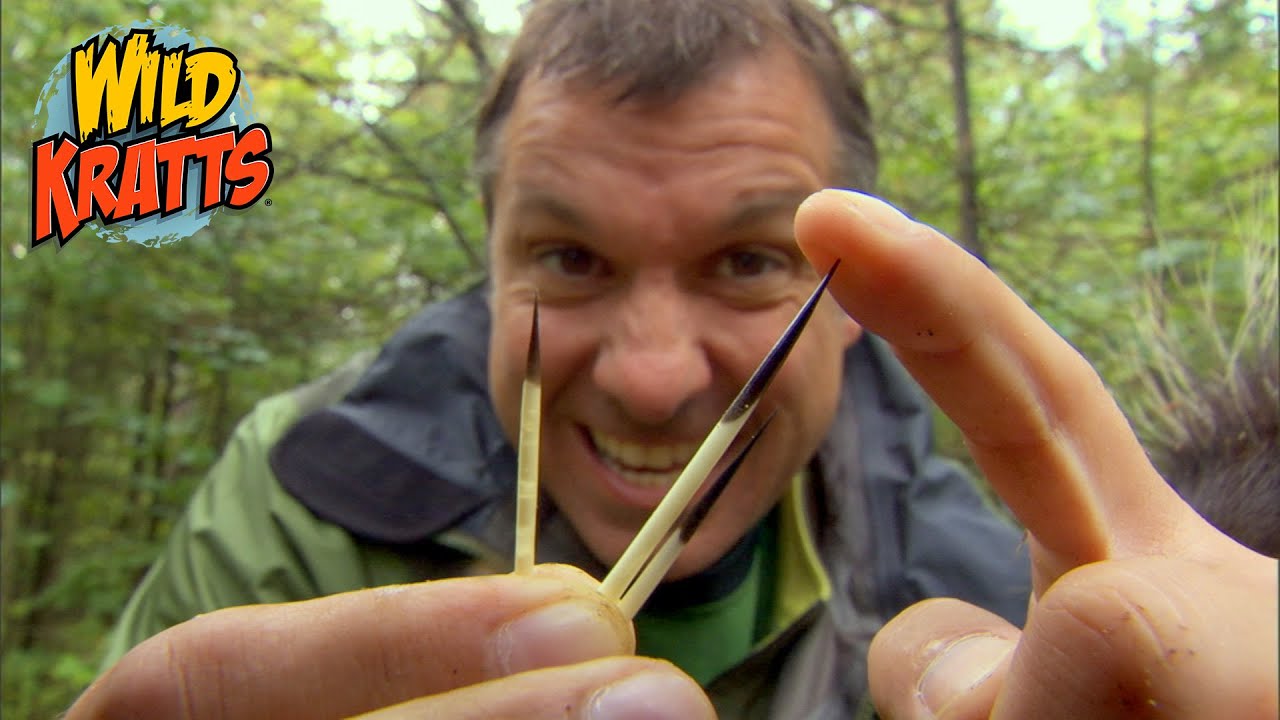 Quills! A Porcupine's Greatest Defense | Wild Kratts 