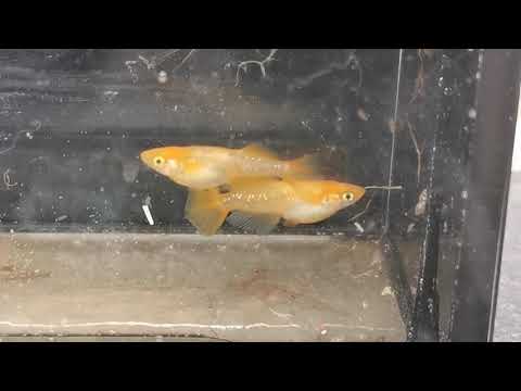 (Video) Medaka „tri color Lamè Hikari“ | medaka projekt メダカプロジェクト