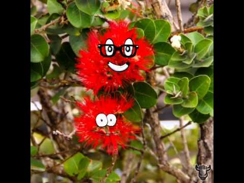 ʻO wai kou inoa? What is your name? in Hawaiian