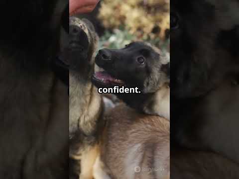 Top 5 Guard Dogs: Your Ultimate Protectors! #pets #dog #shorts