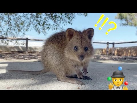 Quokka Home Movies – Lee Duigon