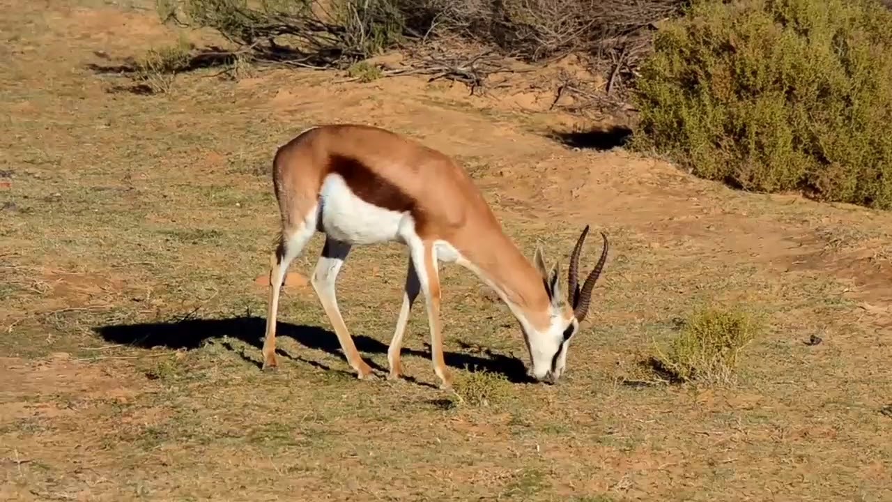 Antelope A-Z animals.