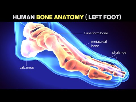 Human bone anatomy ( Left Foot) Medial view