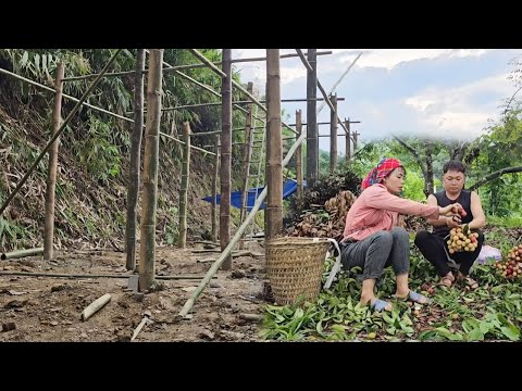 Thanh helps the girl pick fruit to sell to earn extra money to build a new house