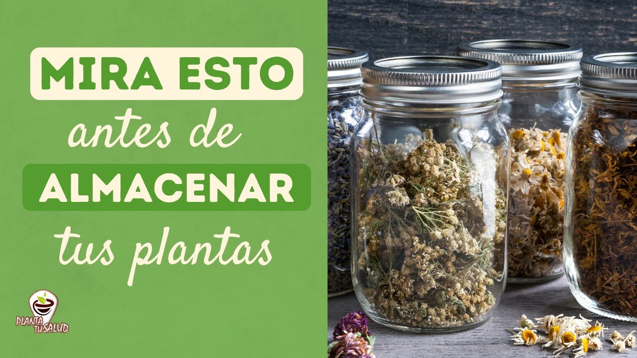 Consejo para SECAR y ALMACENAR plantas medicinales