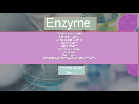 Types of Enzyme | Simple enzyme and conjugated enzyme