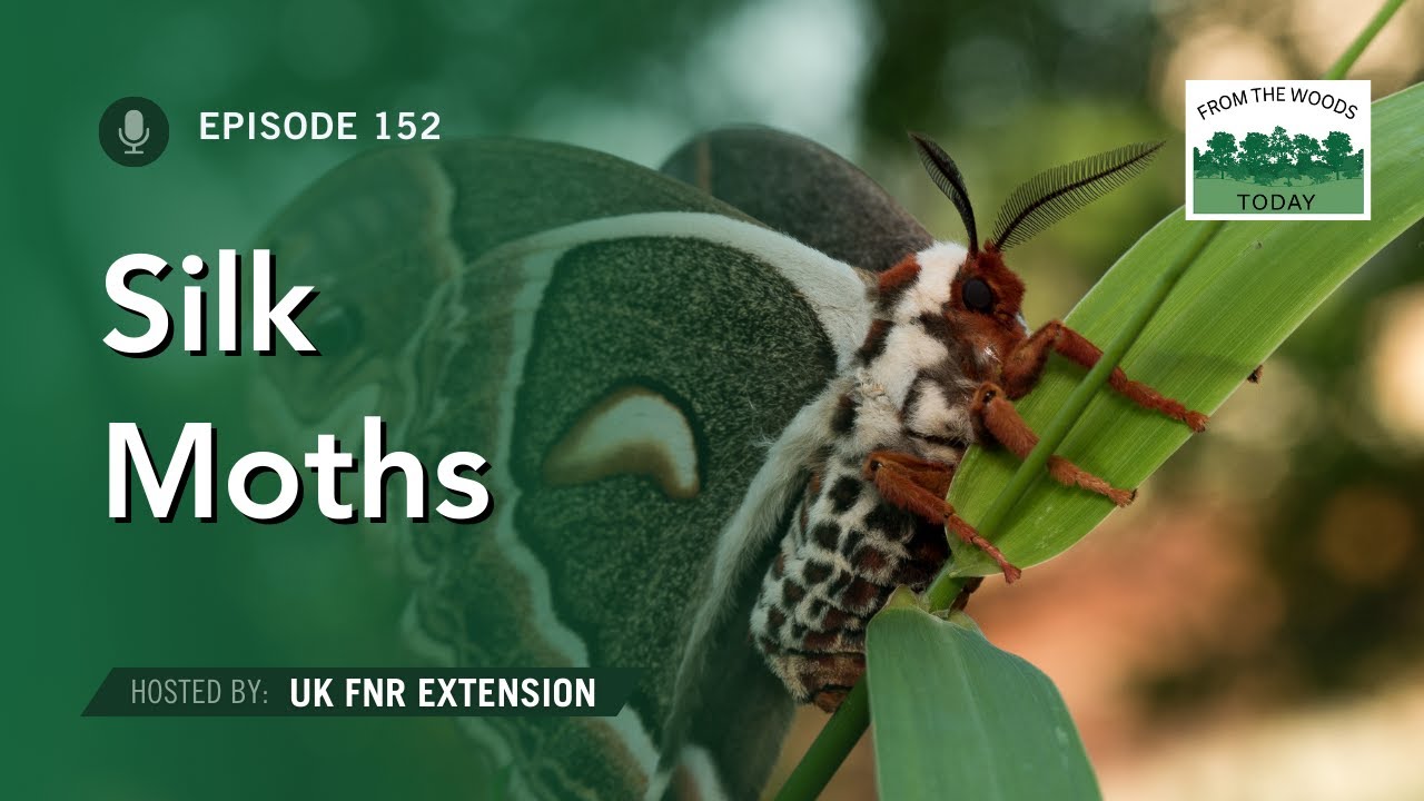 Giant Silk Moths - From the Woods Today - Episode 152