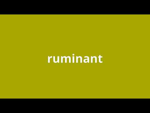 what is the meaning of ruminant