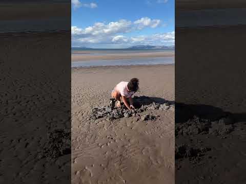 How y’all get clams? #travel #baja #vanlife #mexico #sand
