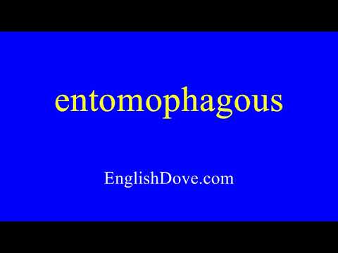 How to pronounce entomophagous in American English