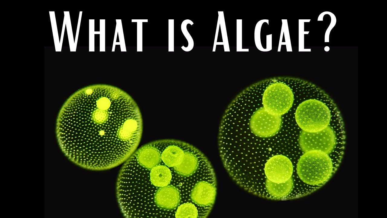 What is Algae?