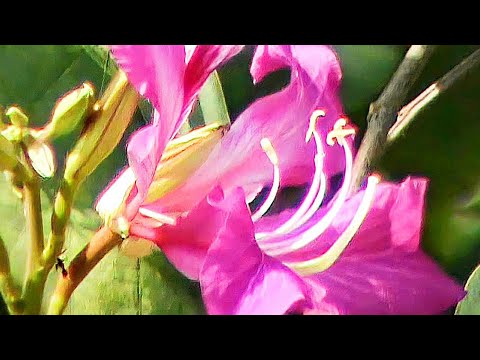 Bauhinia Purpurea - Wholesale Price & Mandi Rate for Bauhinia Purpurea ...