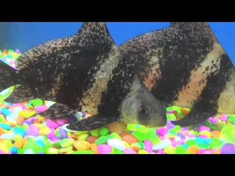 Chinese High Fin Banded Shark