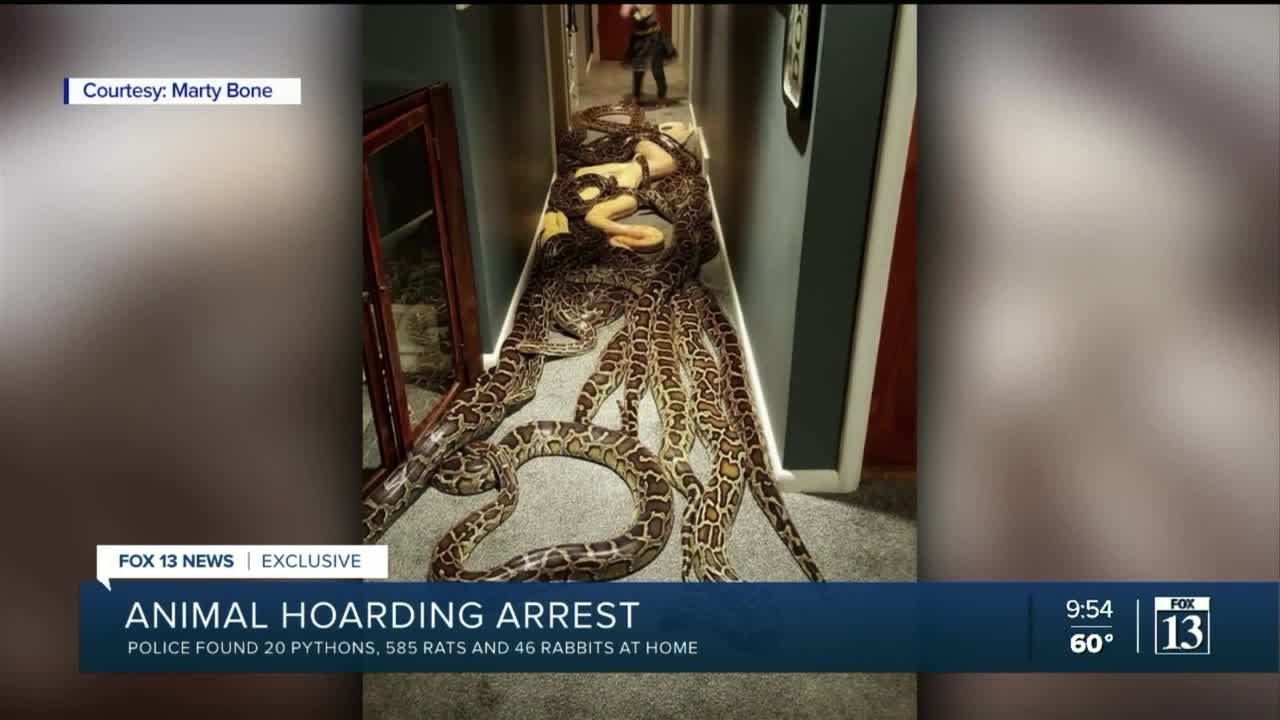 Utah man arrested for possessing 20 Burmese pythons