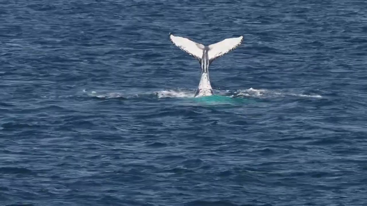 Whale tails!
