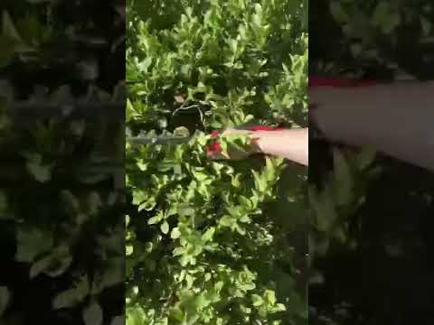 Amazon Top Seller 400w 21v Electric Cordless Pruning Shears Handheld Lithium Battery Garden Tool