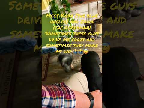 Mustard Seed: Furry Blessings #mustardseed #doglover #blueheeler #doberman