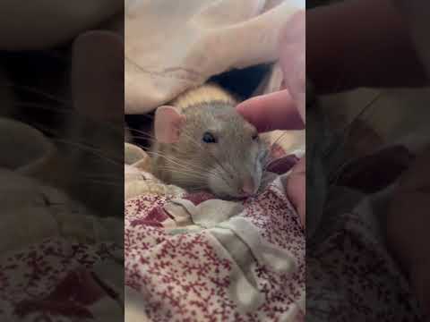 Ratty boggling and yawning 👀🥱🐭#pets #ratlife