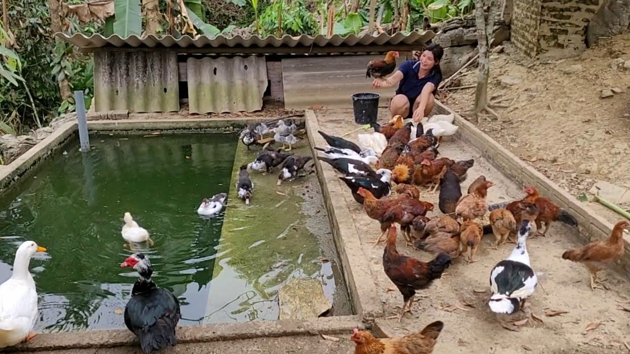 Make a bamboo trellis for the loofah plants and take care of the livestock.