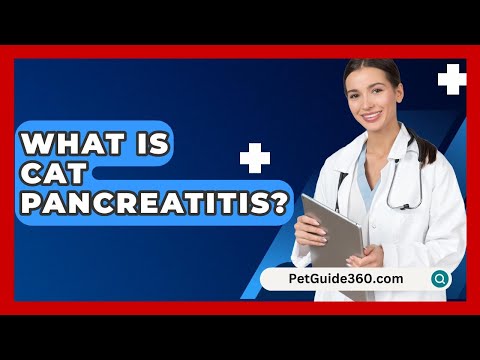What Is Cat Pancreatitis? - PetGuide360.com