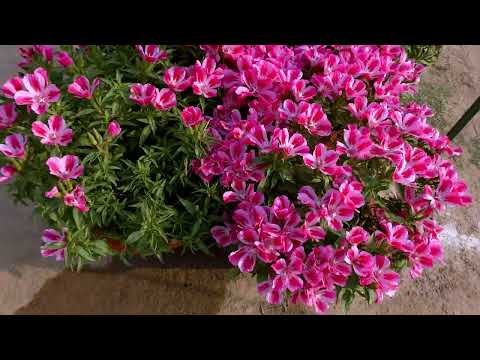 The Godetia Big Flower Plants