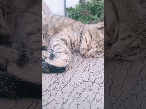 Cat ????????#cat #picture #sorts #nature #travel